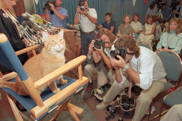 ‘Life, Liberty, and the Pursuit of Din-Din’: Morris the Cat’s ...